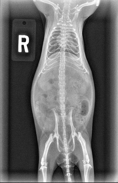 Diagnostic Tests for Pet Rats - About Pet Rats