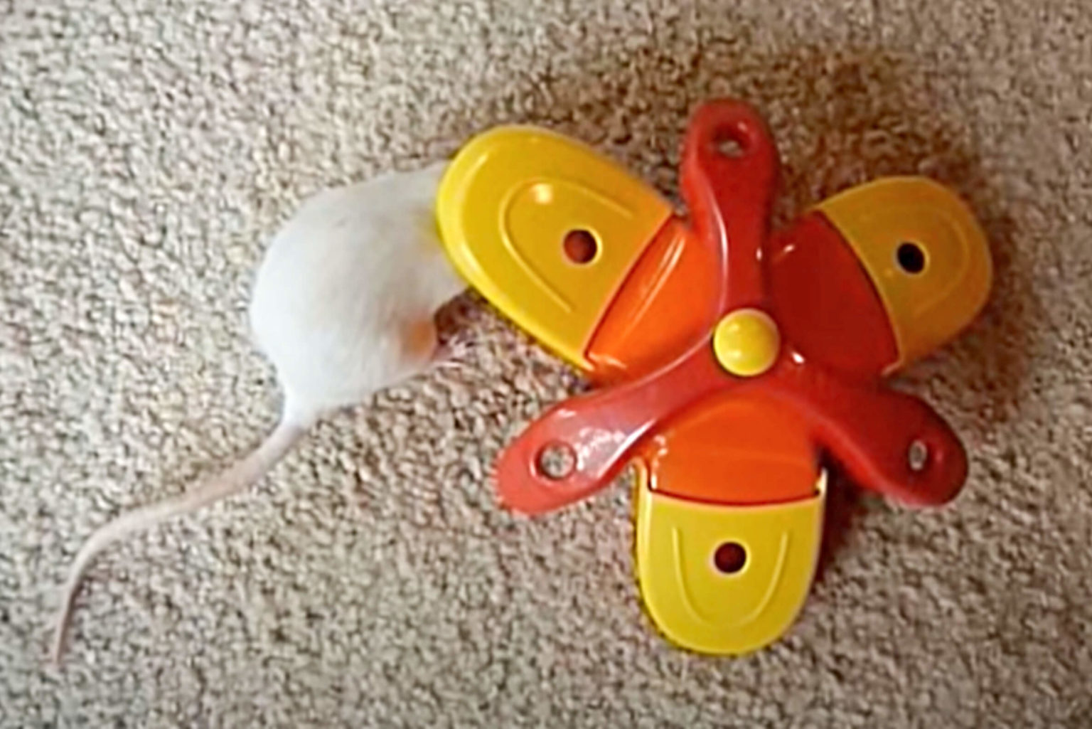 Pet Rat Food Puzzle Fun - About Pet Rats