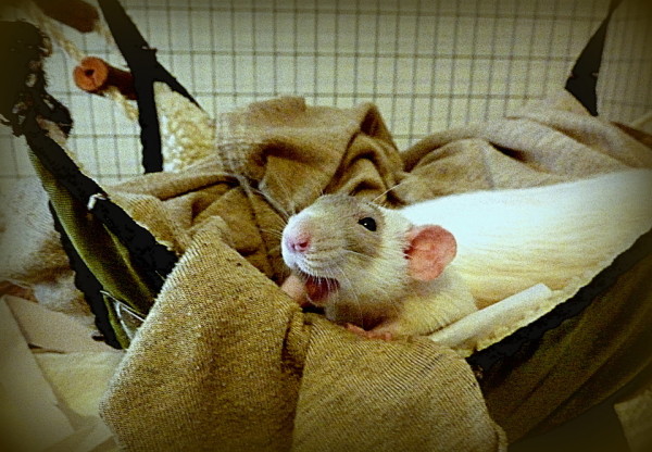 Interior Design for Rat Homes - About Pet Rats