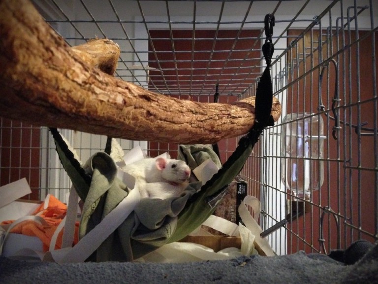 Interior Design for Rat Homes - About Pet Rats