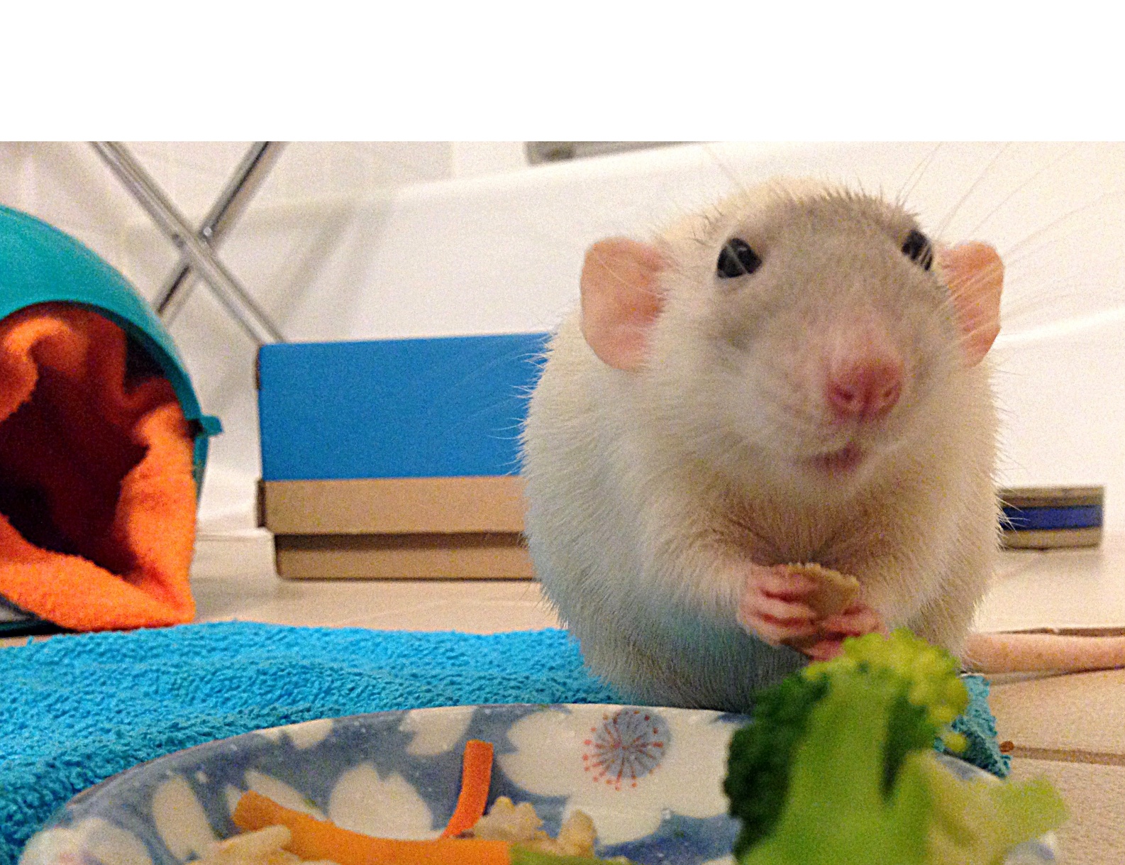 Where Human Food Intersects With Rat Food About Pet Rats Where Human Food Intersects With Rat Food About Pet Rats